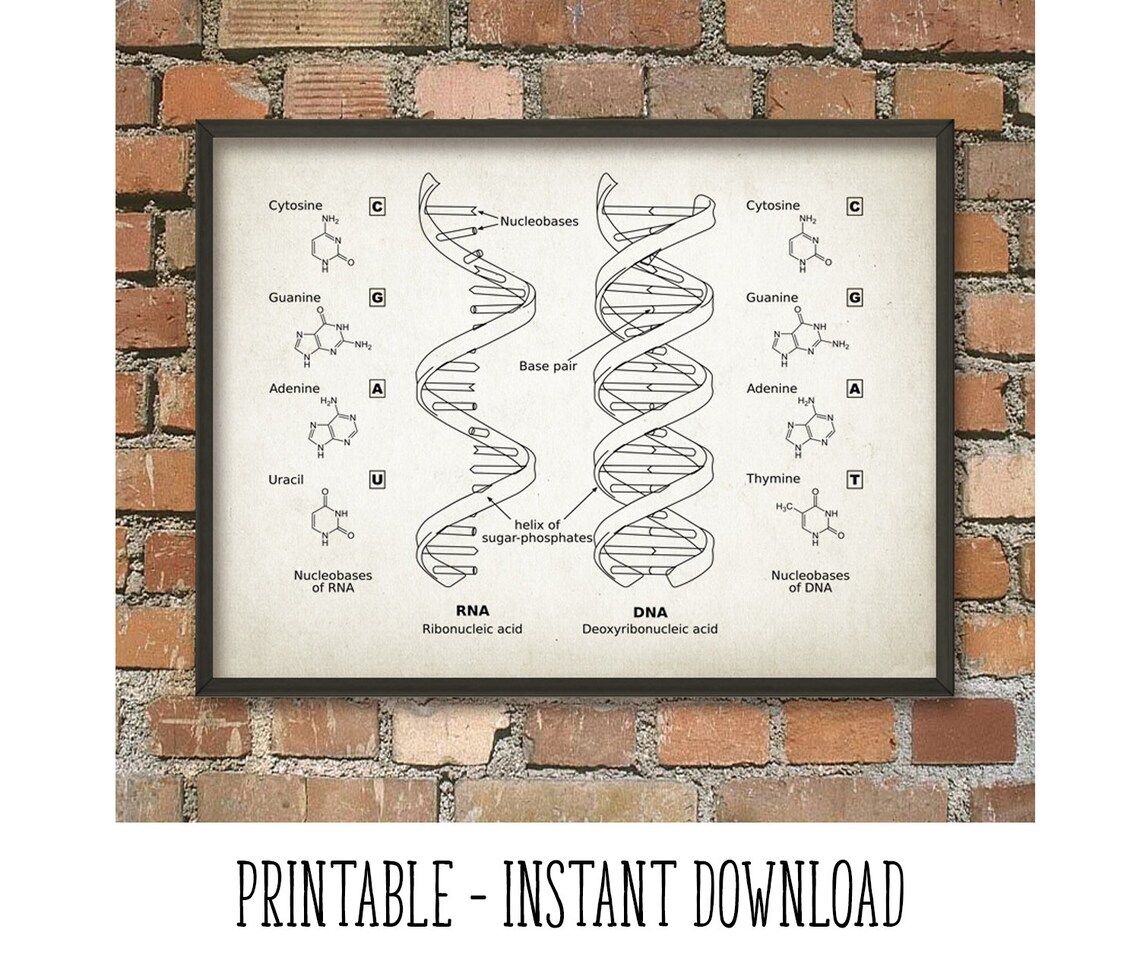 Printable DNA and RNA Wall Art Poster Biology Student Poster - Etsy