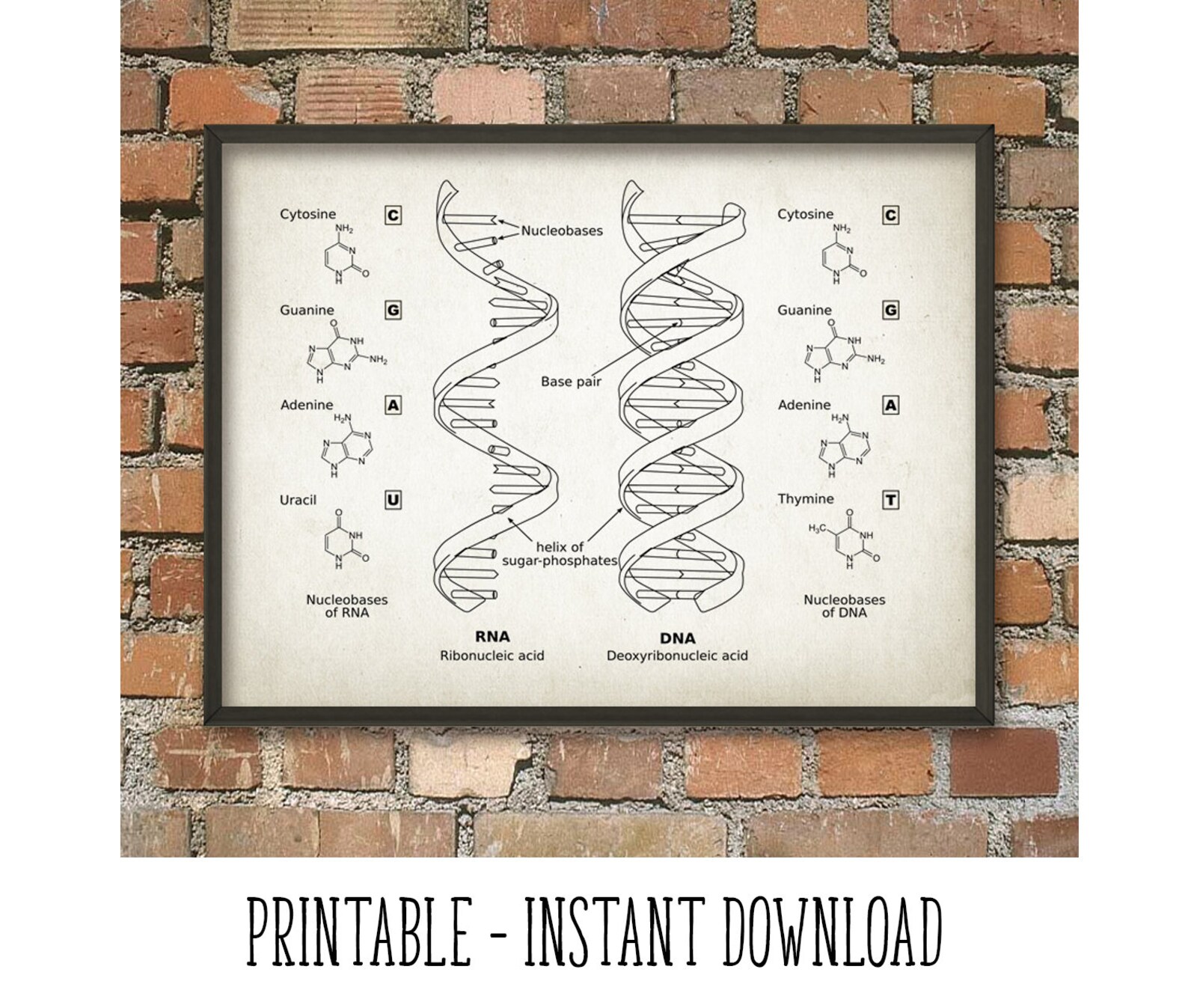 Printable DNA and RNA Wall Art Poster Biology Student Poster - Etsy UK