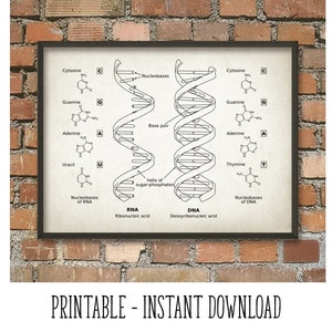 Printable DNA and RNA Wall Art Poster, Biology Student Poster, Genetics ...