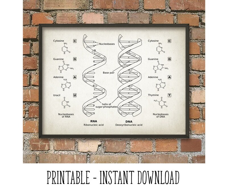 Printable DNA and RNA Wall Art Poster Biology Student Poster - Etsy UK