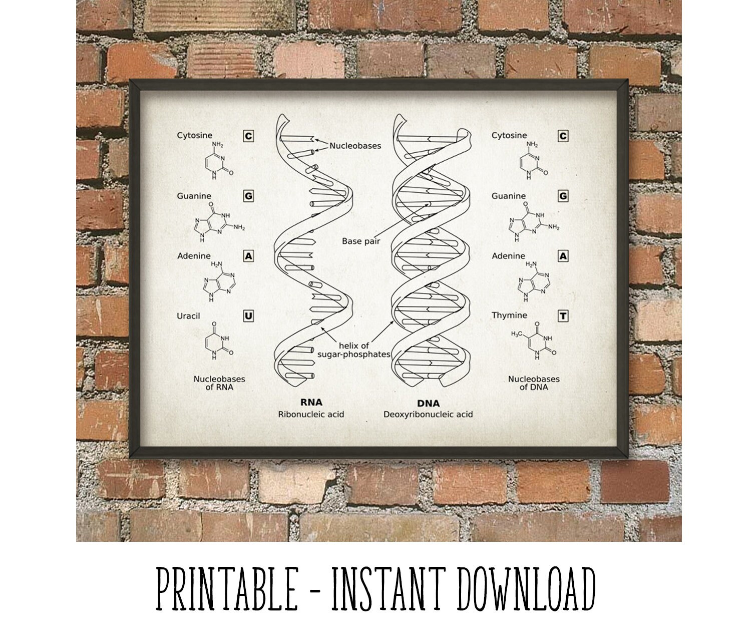 Printable DNA and RNA Wall Art Poster Biology Student Poster - Etsy Ireland