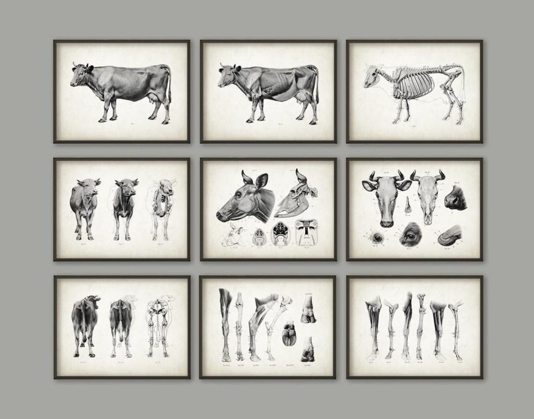 Vintage Cow Anatomy Posters Set of 9, Antique Book Plate Illustrations ...