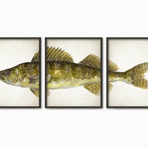 PRINTABLE Walleye Fish Watercolor Print Set Of 3 North | Etsy