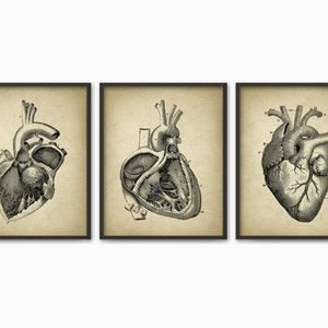 Heart Anatomy Print Set of 3 - Human Heart - Left and Right Auricle ...