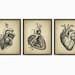 Heart Anatomy Print Set of 3 Human Heart Left and Right Auricle ...