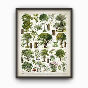 Tree Wall Art Print, Vintage Botanical Art Print, Tree Chart, Tree ...