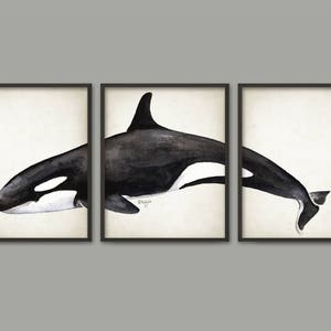 Killer Whale Watercolor Wall Art Poster Set of 3, Orca Whale Art Print ...