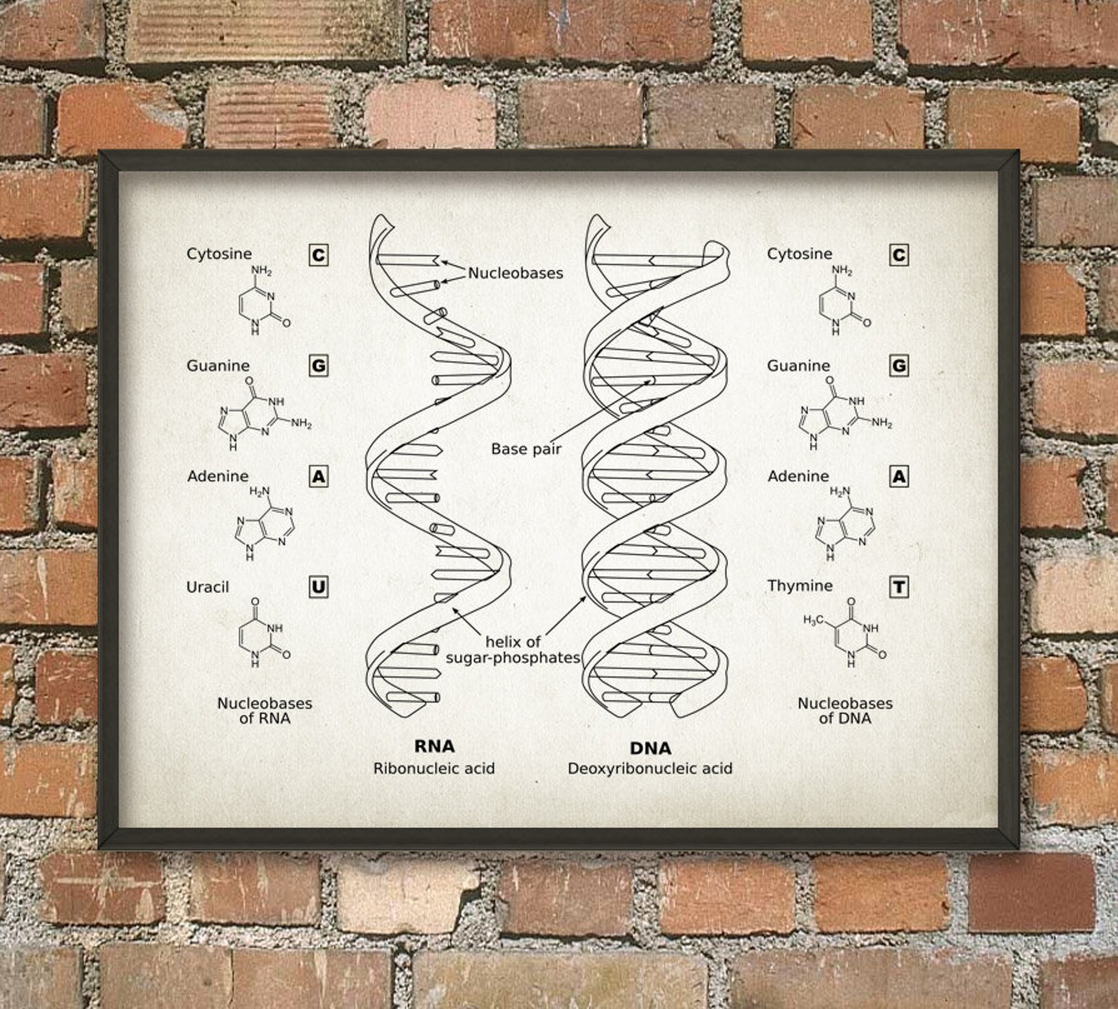 Printable DNA and RNA Wall Art Poster Biology Student Poster - Etsy