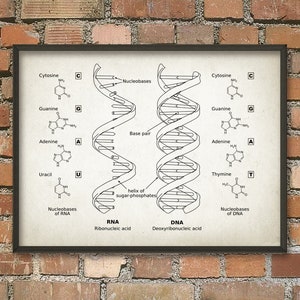 Printable DNA and RNA Wall Art Poster, Biology Student Poster, Genetics ...