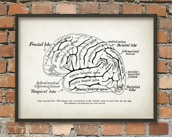 PRINTABLE Brain Anatomy Print, Neuroscience Wall Art Poster, Human ...