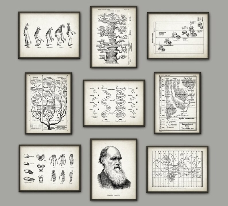PRINTABLE Evolution Wall Art Print Set of 9 Biology Wall Art | Etsy UK