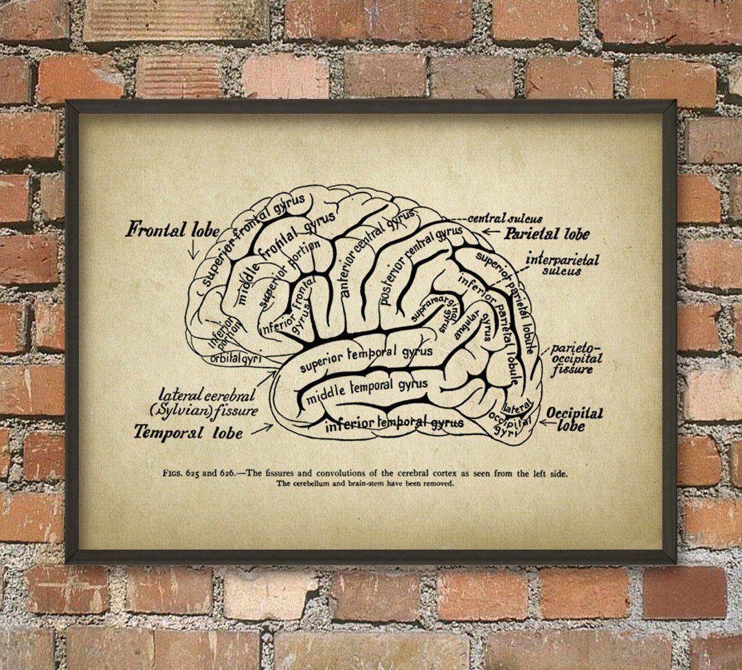 Human Brain Anatomy Print, Antique Neuroscience Biology Wall Art ...