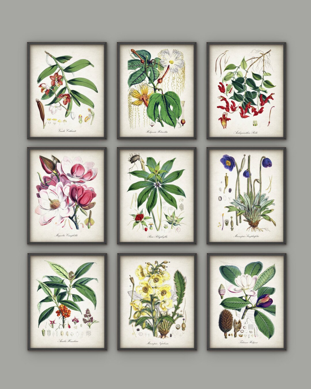 Antique Botanical Plants Print Set of 9 Flowering Plant Botanical Home ...