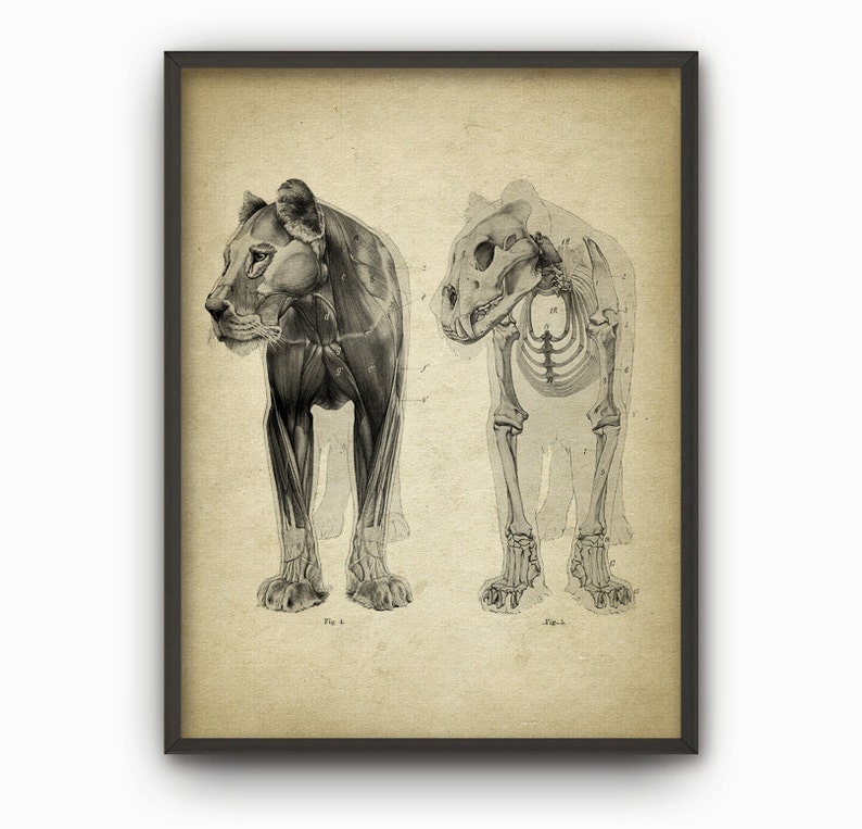 Lion Anatomy Poster - Lion Illustration Print - Veterinary Lion Anatomy ...