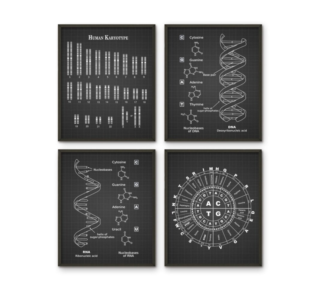 DNA Print Set of 4, DNA, RNA, Amino Acids, X and Y Chromosomes, Genetic ...