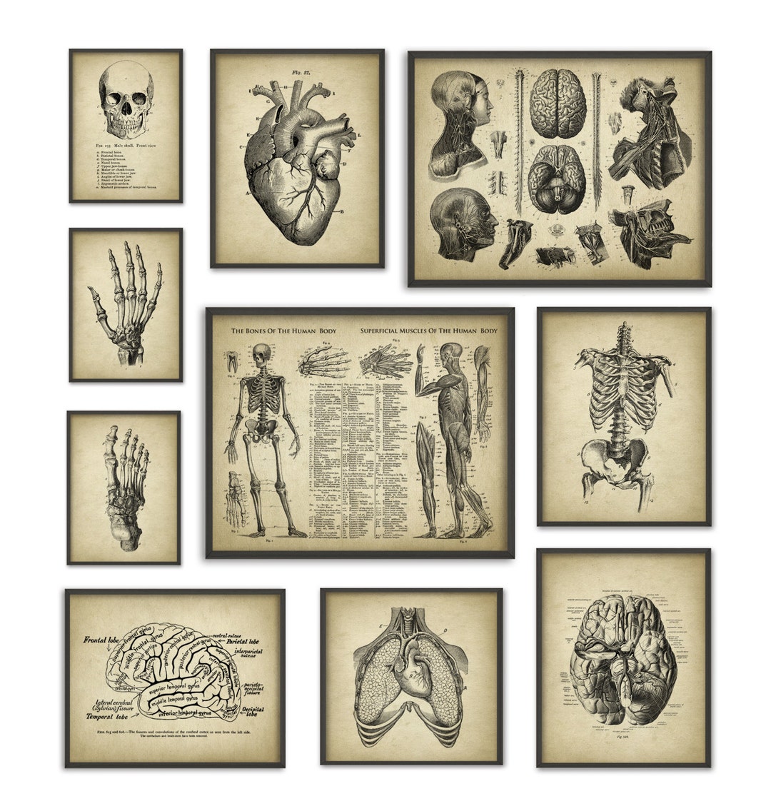 Human Anatomy Antique Art Print Set of 10 - Vintage Anatomy Home Decor ...