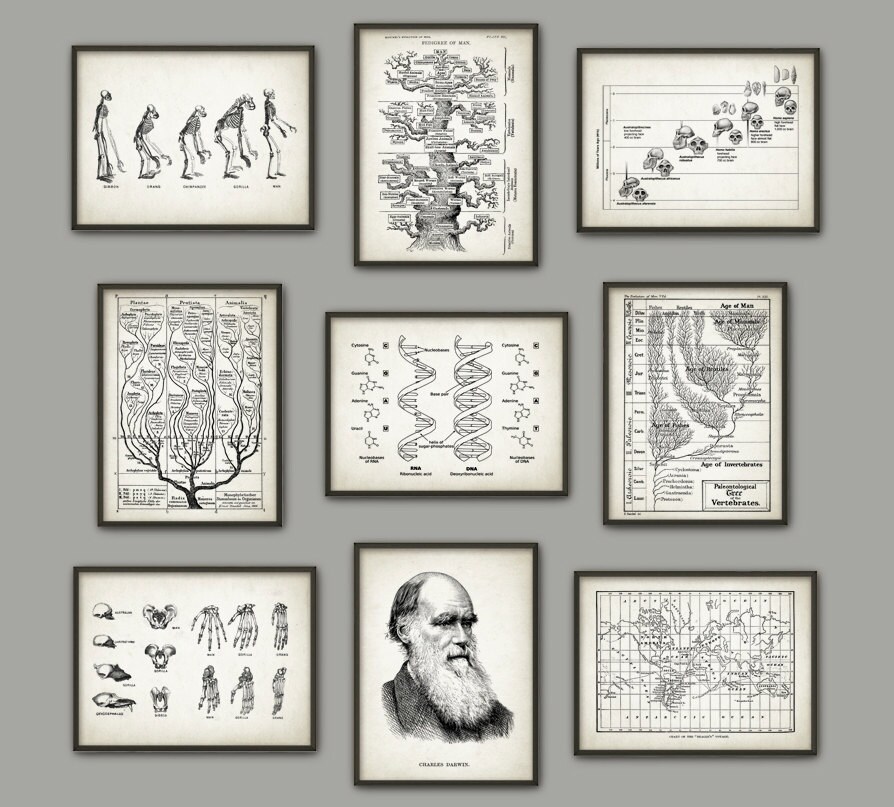 Evolution Wall Art Print Set of 9 - Biology Wall Art - Charles Darwin ...