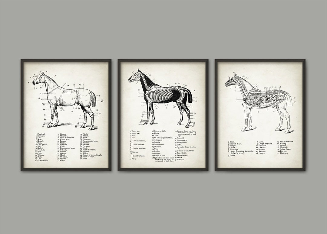 Horse Anatomy Print Set of 3 - Horse Illustration Prints - Veterinary ...