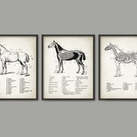 Equine Superficial Muscle Graphics- Horse Anatomy - Horse Muscular ...