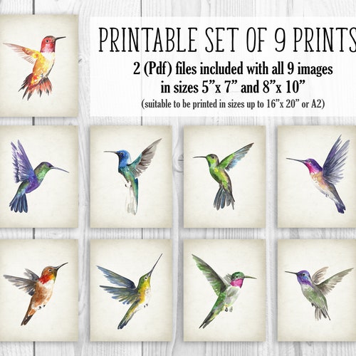 Hummingbird Art Print Bird Animal Art Wall Decor - Etsy