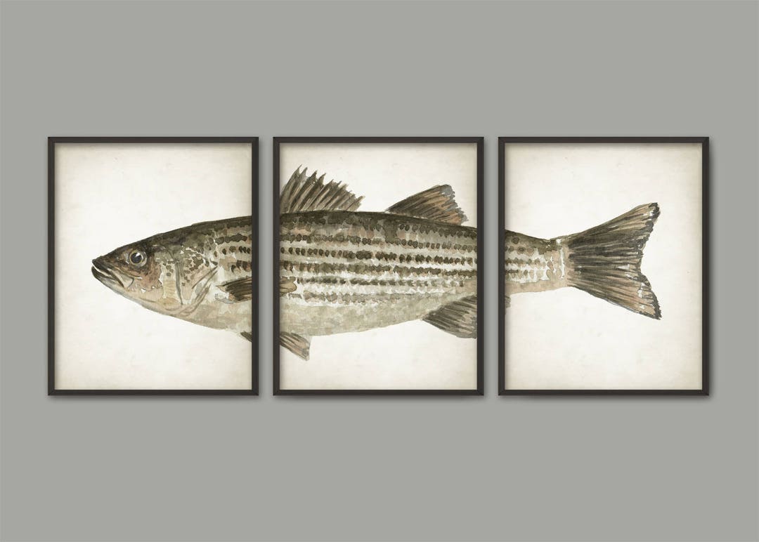 Striped Bass Watercolor Art Poster Set of 3, Fish Art Print, Game Fish ...