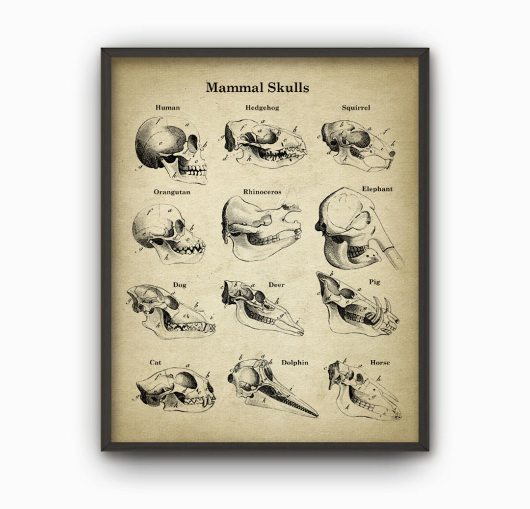 Mammal Skulls Anatomy Poster, Skull Illustration Print, Animal Biology ...