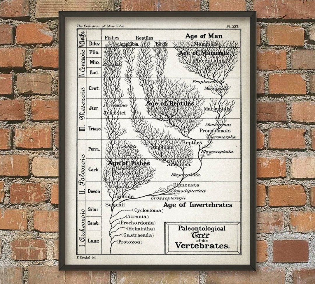 Paleontological Tree of the Vertebrates - Evolution Wall Art Poster ...