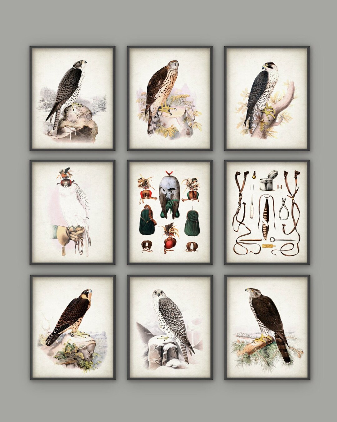 Falconry Wall Art Print Set of 9, Birds of Prey Posters, Falcon Art ...