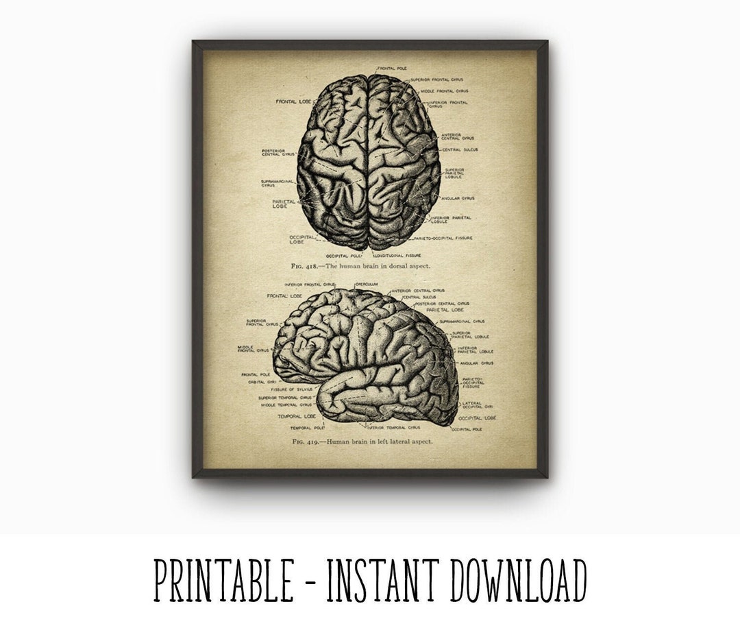 PRINTABLE Brain Anatomy Print, Neuroscience Wall Art Poster, Human ...