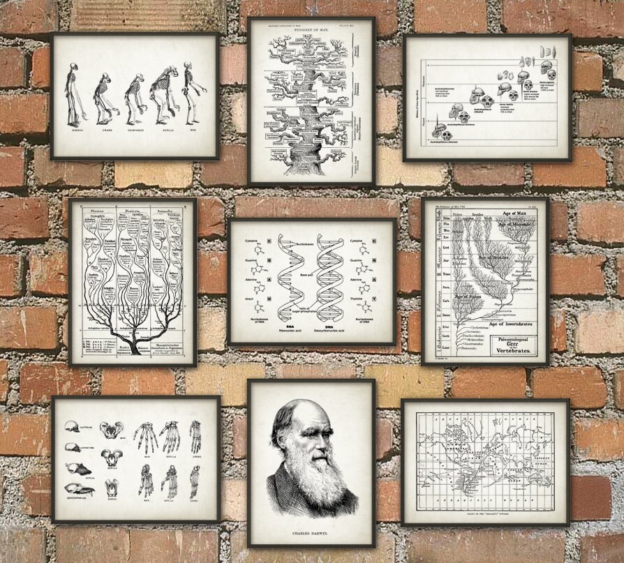 PRINTABLE Evolution Wall Art Print Set of 9 Biology Wall Art | Etsy UK
