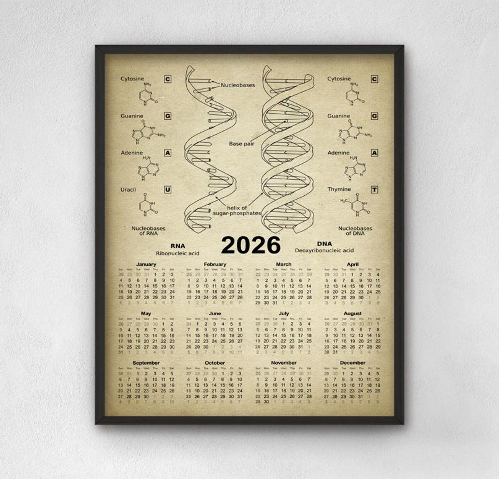 DNA & RNA Calendar 2026, Biochemistry Poster, Biology Genetics Wall Art ...