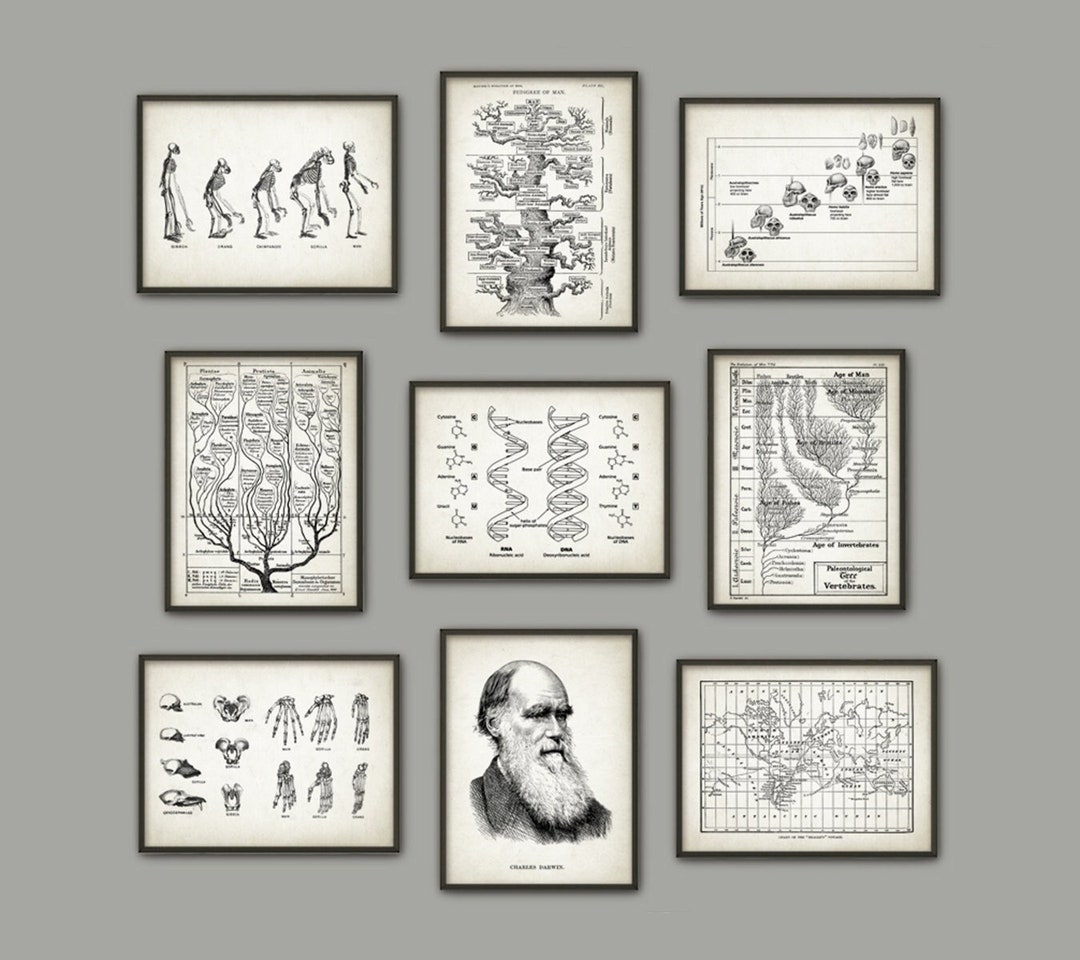 Evolution Wall Art Print Set of 9 - Biology Wall Art - Charles Darwin ...