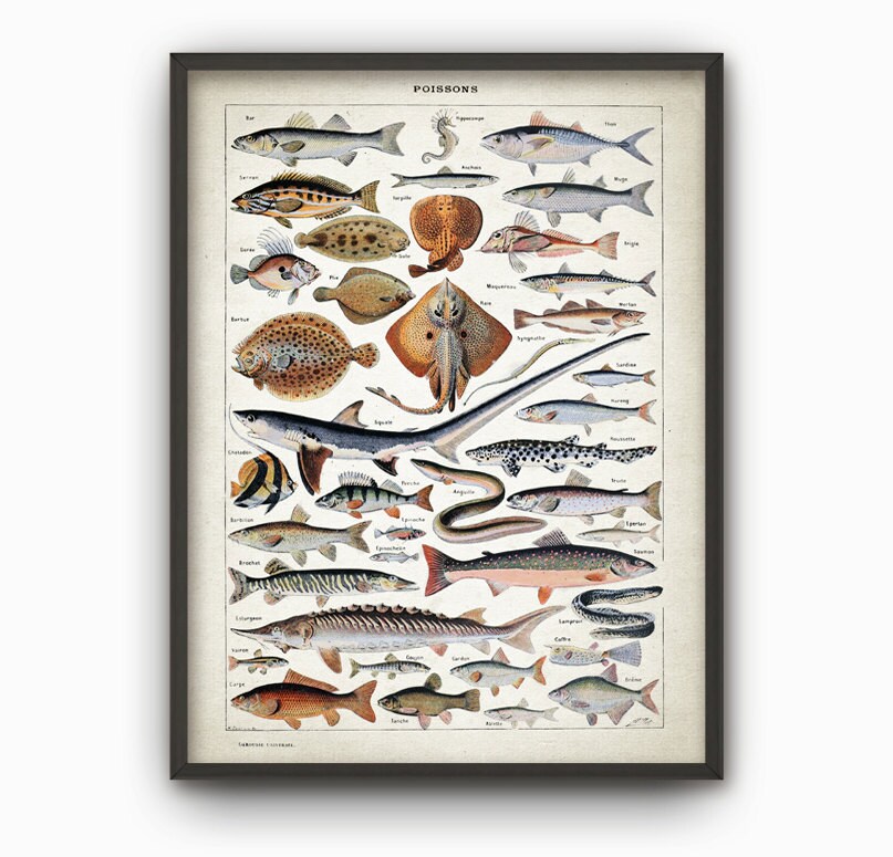 Marine Biology Print Set of 3 - Bathroom Decor Poster - Oceanography ...