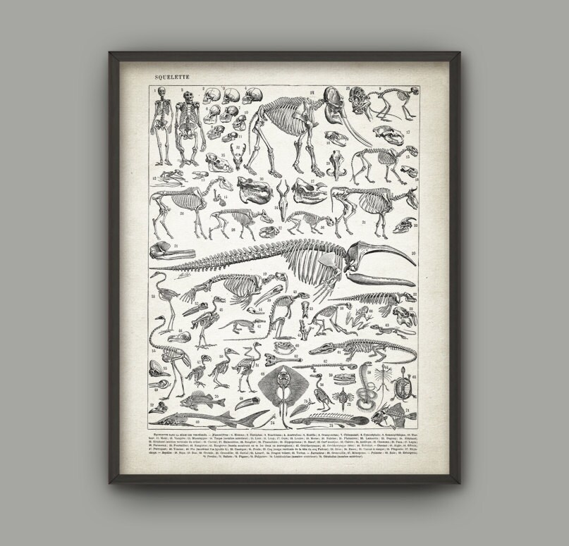 Vertebrate Paleontology Art Print Study Of Anatomy Poster | Etsy