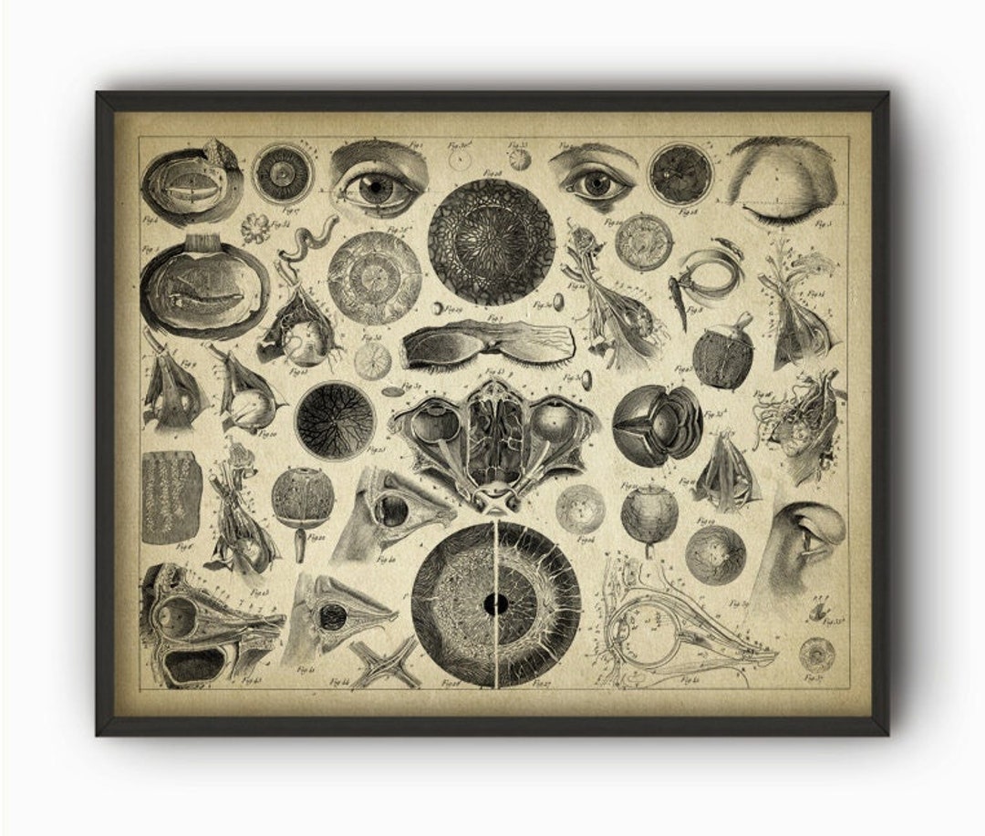 Vintage Eye Anatomy Print, Antique Optician Poster, Physiology ...