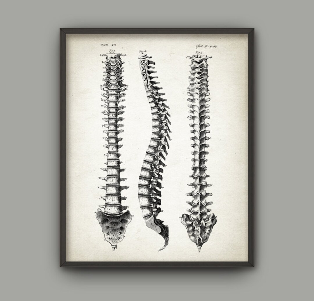 Vintage Spine Art Print, Human Spine, Spine Anatomy Poster, Anatomical ...