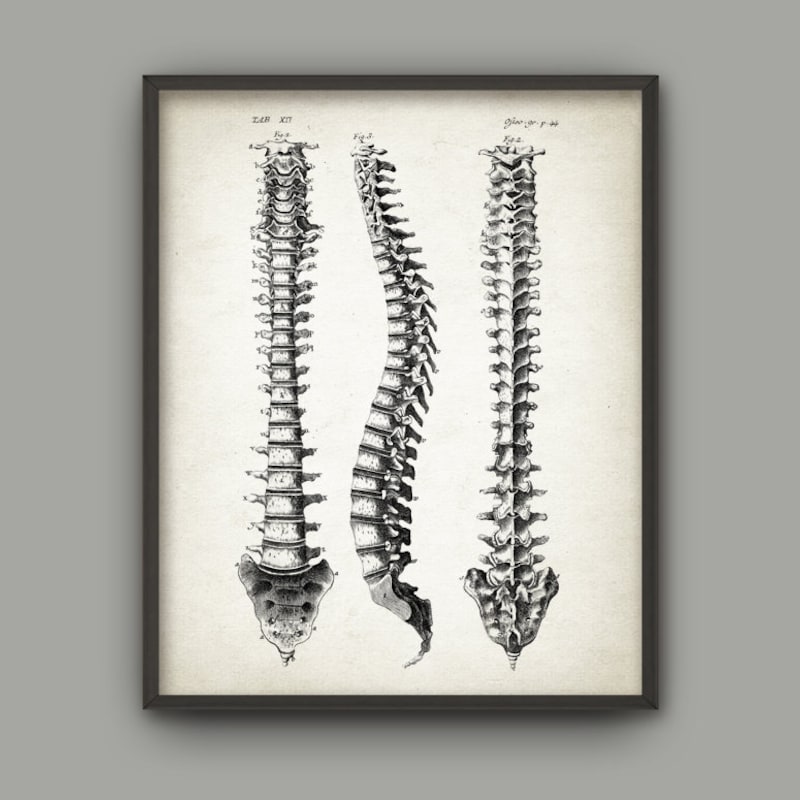 Vintage Medical Spine - Etsy UK