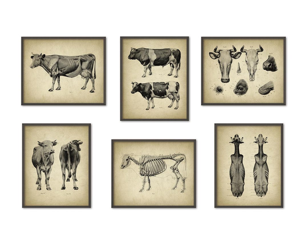 Vintage Cow Anatomy Posters Set of 6, Antique Book Plate Illustrations ...