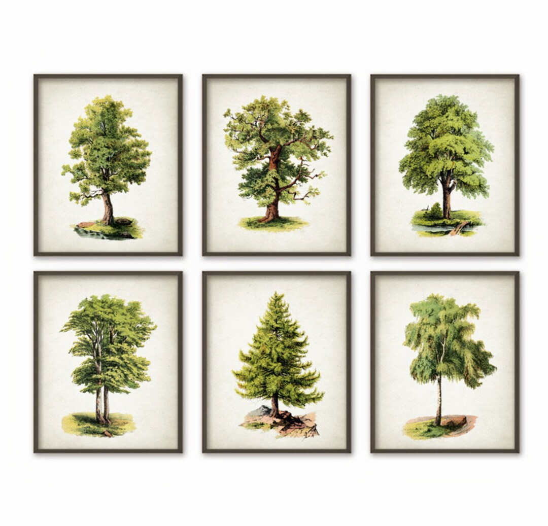 Antique Trees Botanical Print Set of 6 - Vintage Trees Botanical Home ...