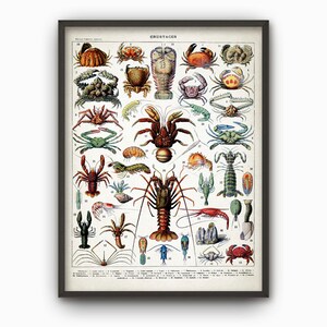 Marine Biology Print Set of 4 - Bathroom Decor Poster - Oceanography ...
