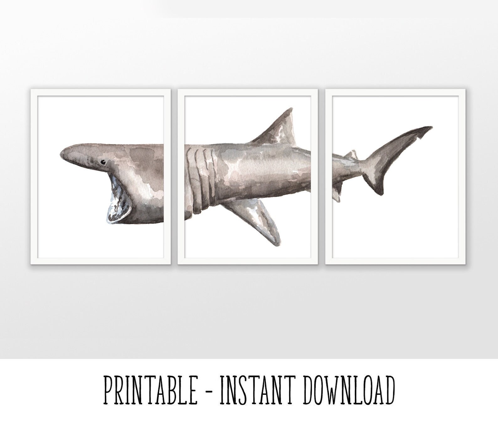 Basking Shark Skeleton