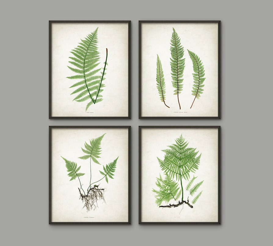 Antique Fern Botanical Art Print Set of 4 Vintage Fern | Etsy
