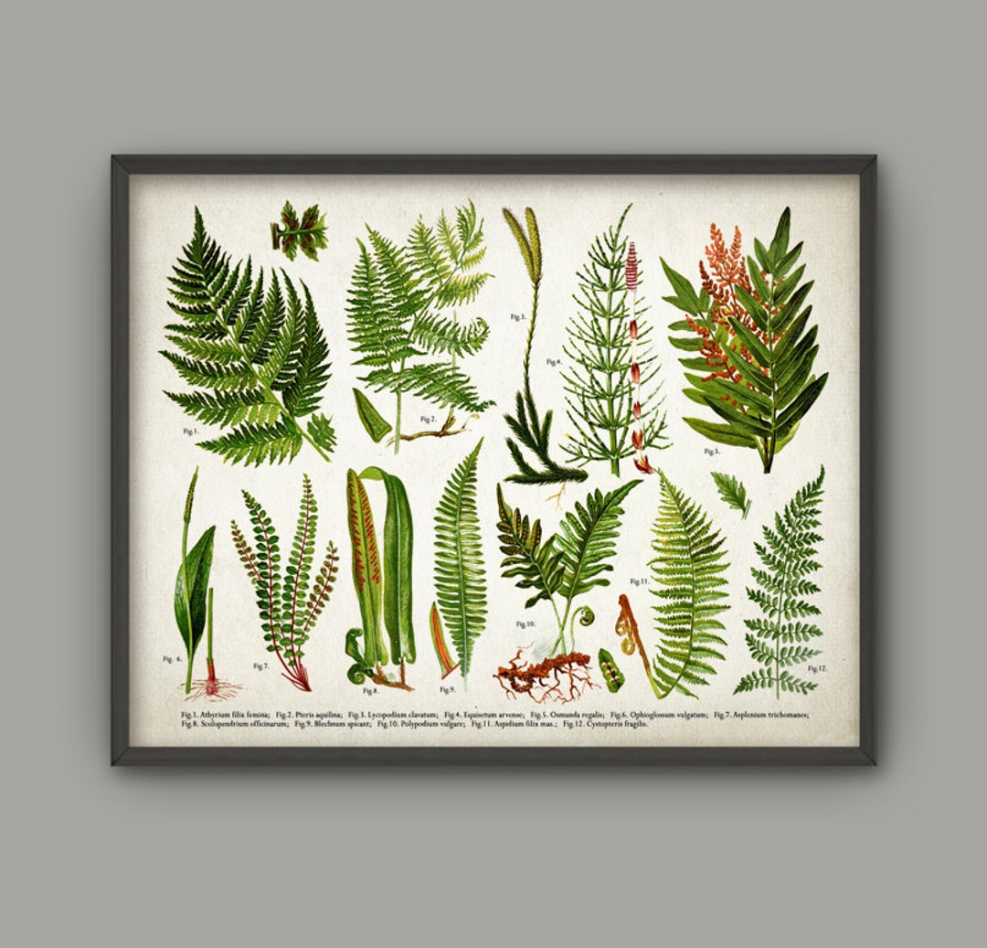 Fern Antique Botanical Print, Vintage Botanical Home Decor, Green Ferns ...