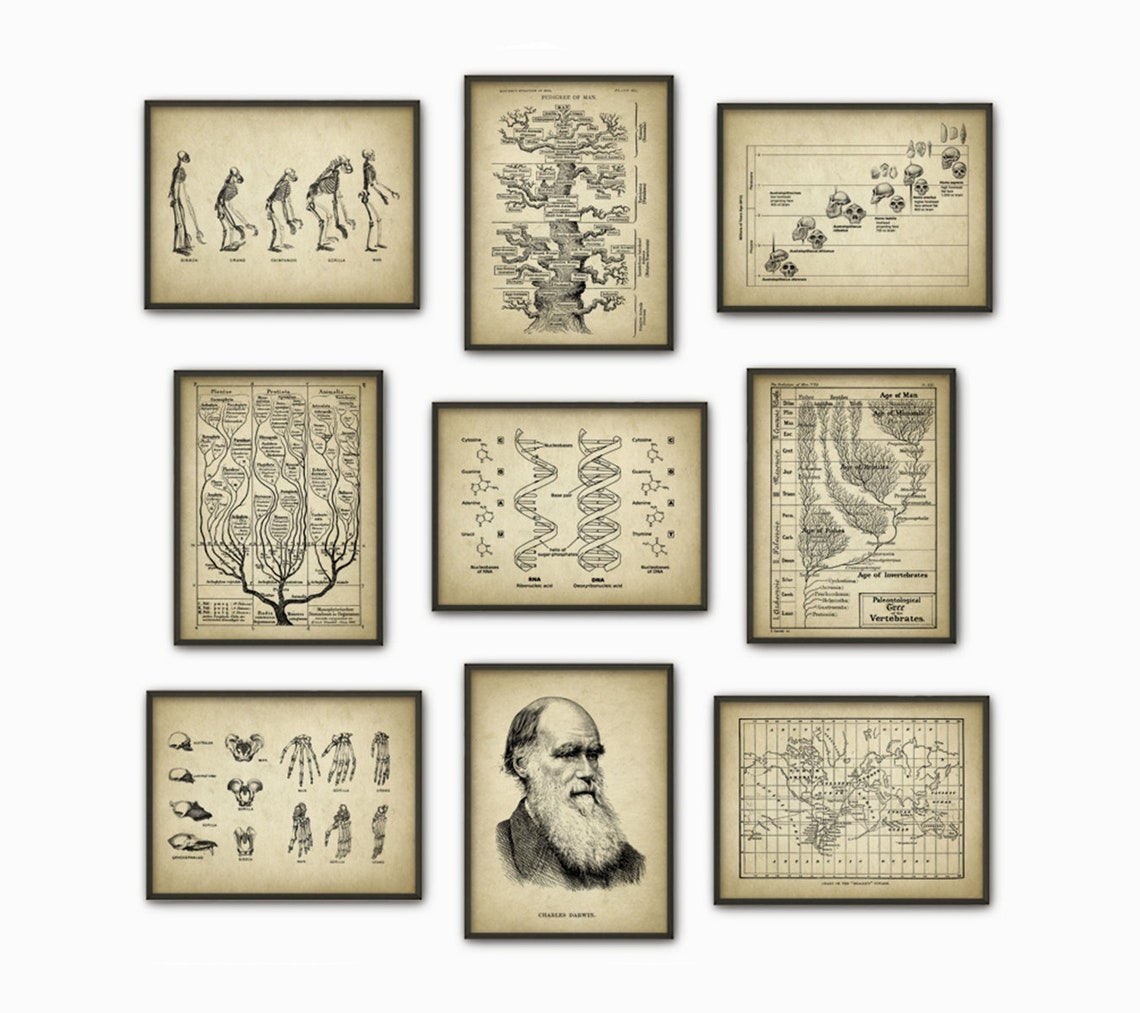 Evolution Wall Art Print Set of 9 - Biology Wall Art - Charles Darwin ...