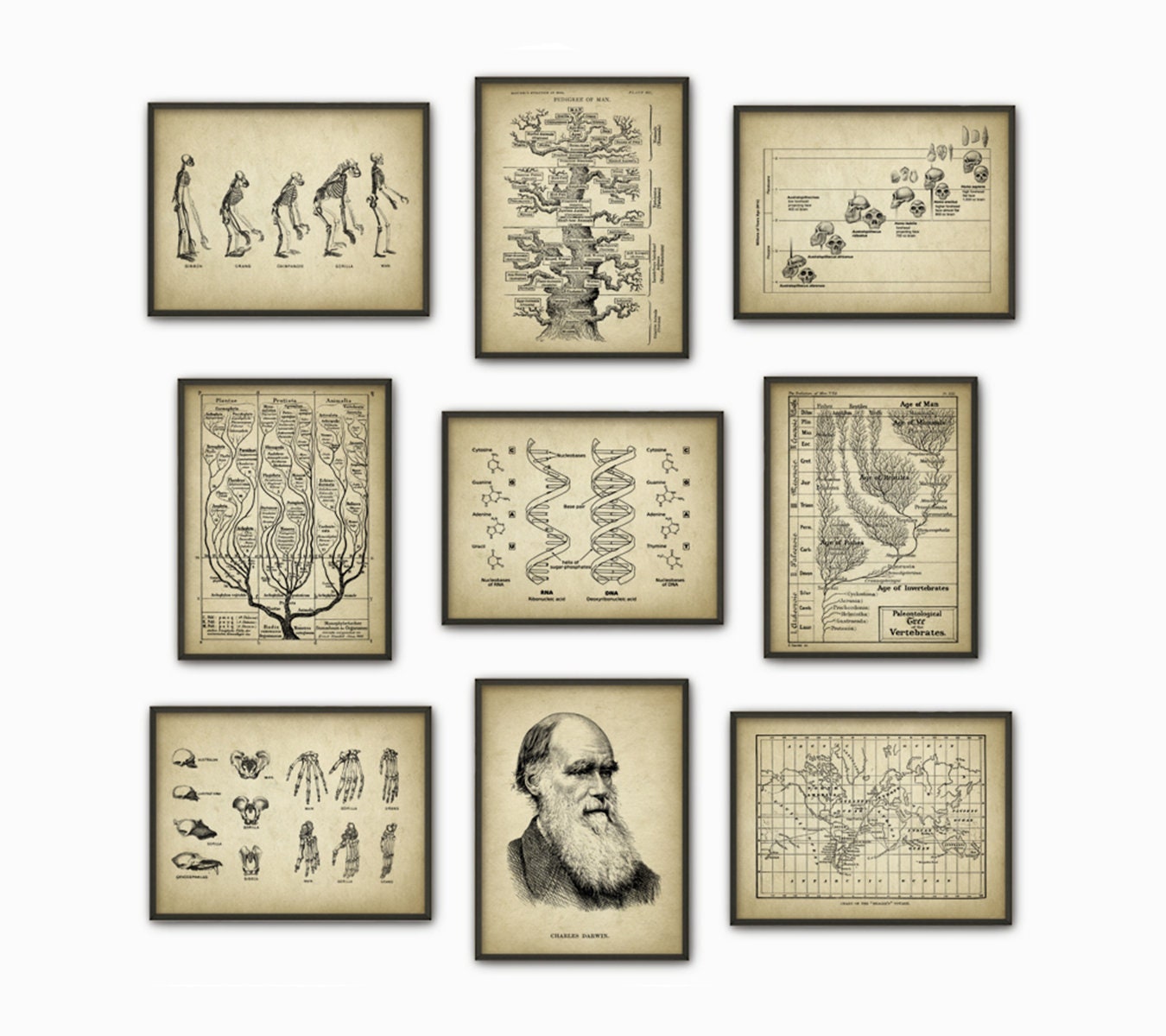 Evolution Wall Art Print Set of 9 - Biology Wall Art - Charles Darwin ...