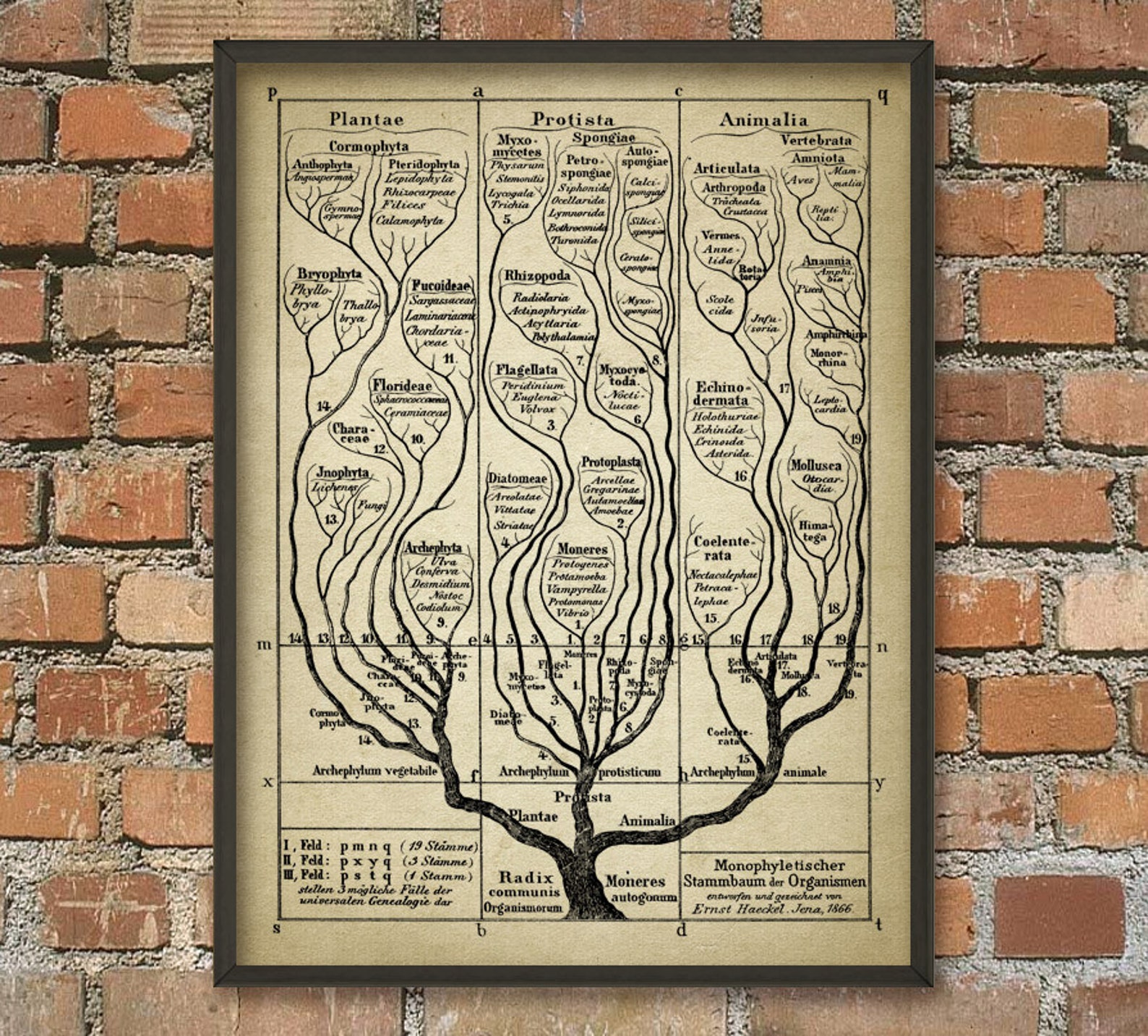 Tree of Life Wall Art Poster 2, Evolution Science Print, Haeckel ...