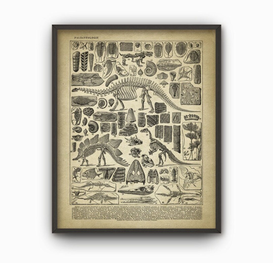 Dinosaur Paleontology Art Print, Prehistoric Animals Poster, Geology ...
