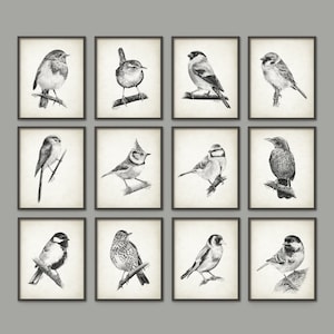 Garden Birds Wall Art Set of 12, Bird Drawings, Tit Robin Goldfinch ...