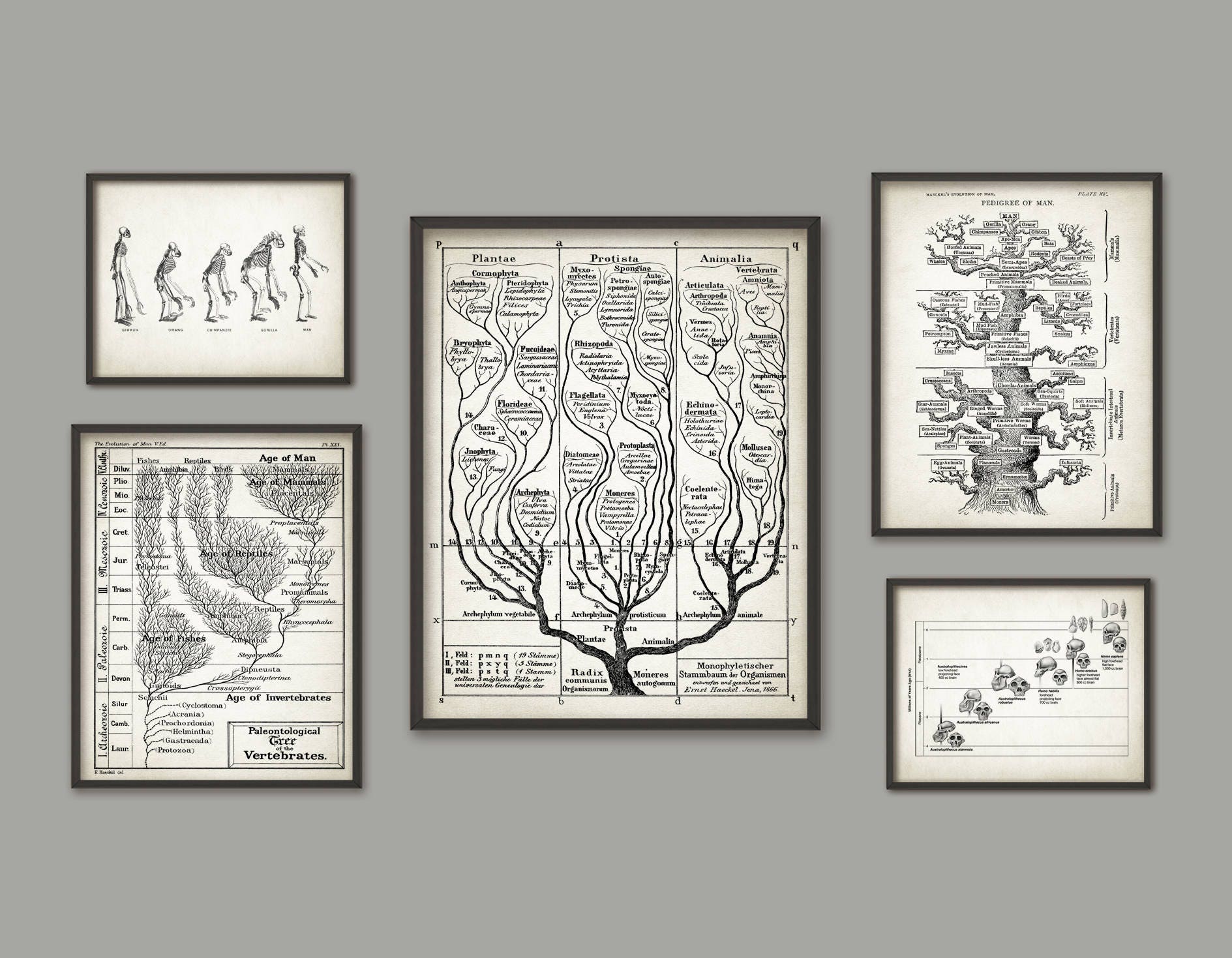 Evolution Wall Art Print Set of 5 Biology Wall Art Charles | Etsy