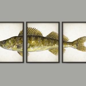 PRINTABLE Walleye Fish Watercolor Print Set Of 3 North | Etsy